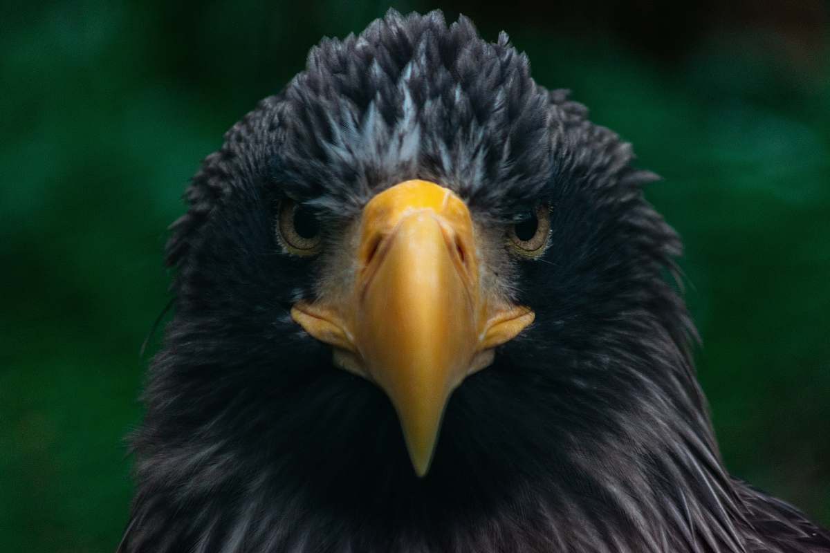 Bird Black Eagle Eagle Image Free Photo Bird Black Eagle Eagle Image Free Photo