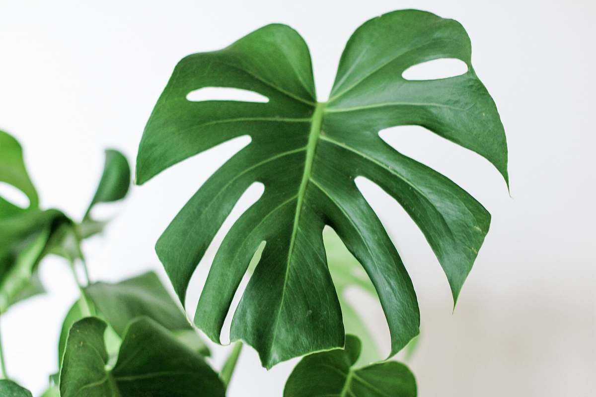 Leaf Gree Leafed Plant In Focus Photography Green Image Free Photo Leaf Gree Leafed Plant In Focus Photography Green Image Free Photo